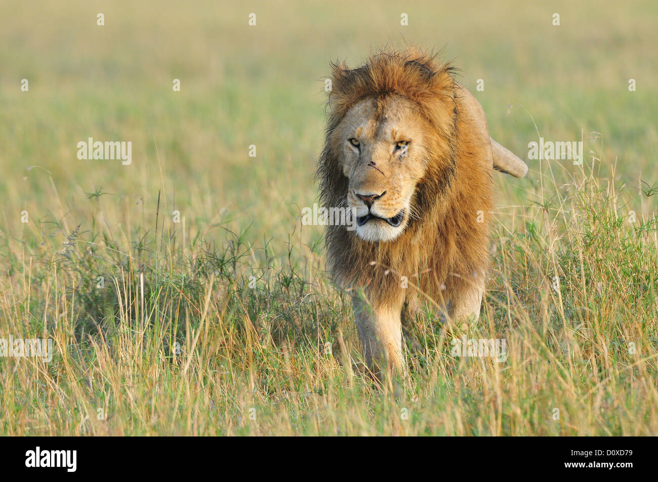 Lion big five hi-res stock photography and images - Alamy