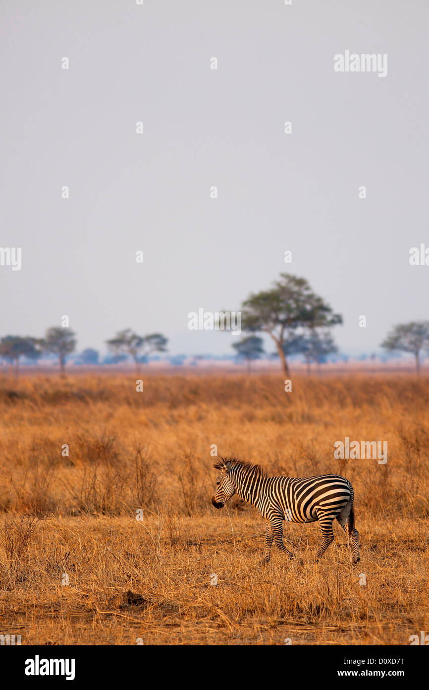 Preservation of african wildlife hi-res stock photography and images ...