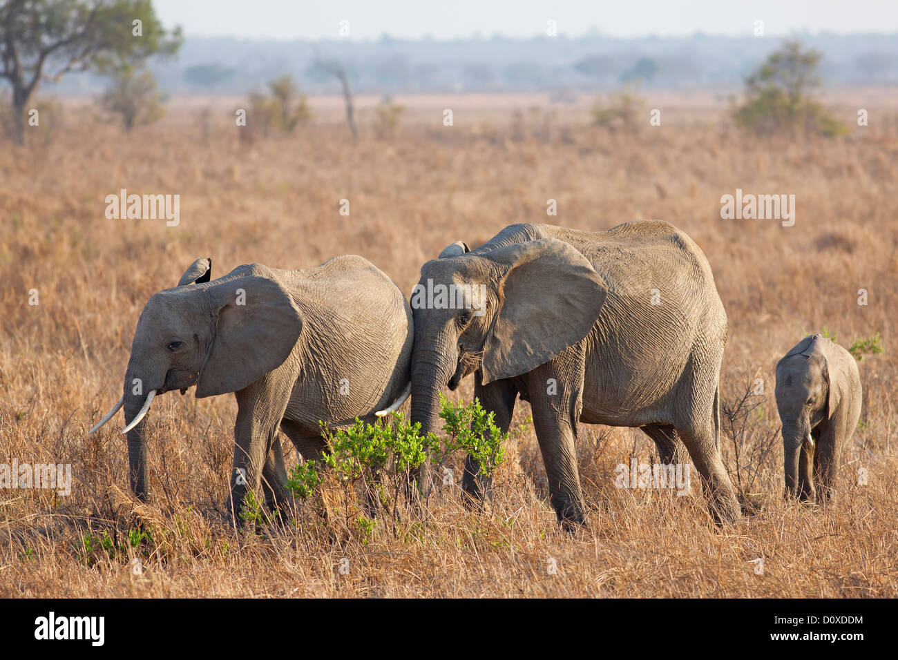 Elephant bush walk hi-res stock photography and images - Alamy