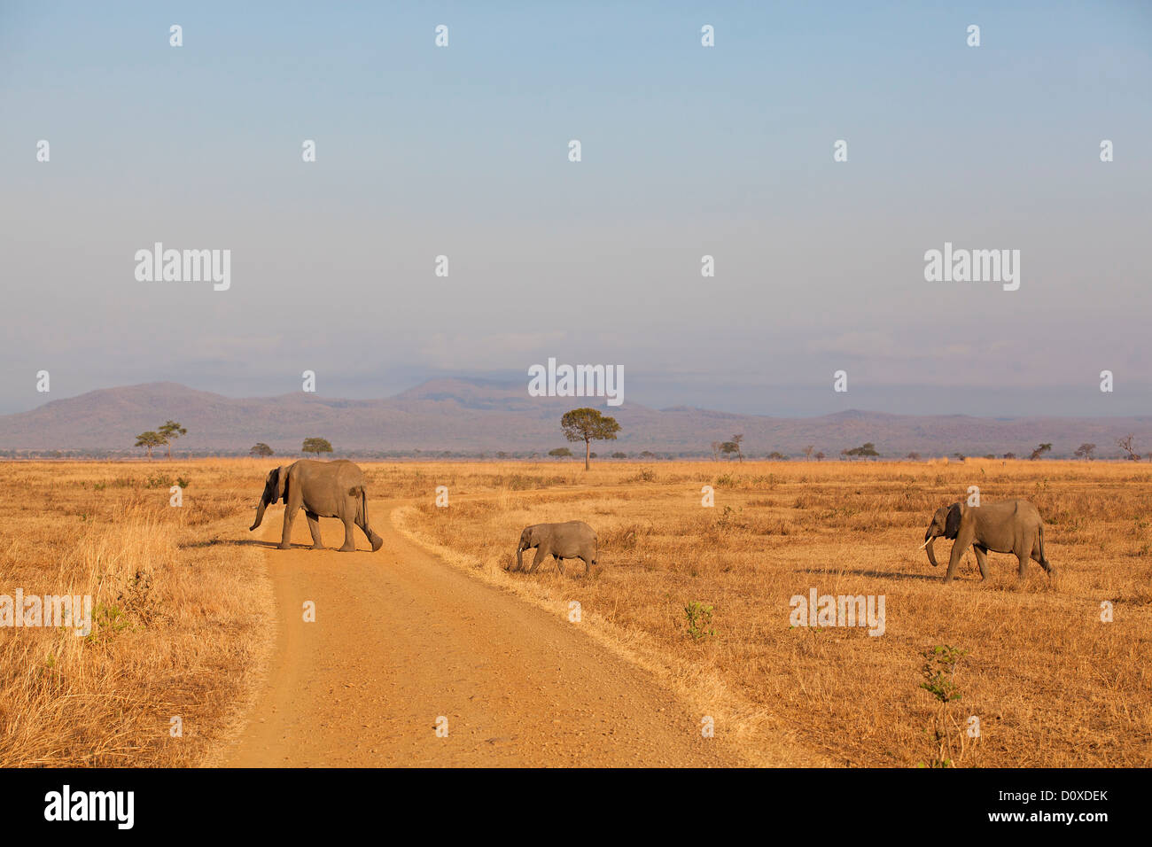 Elephant bush walk hi-res stock photography and images - Alamy