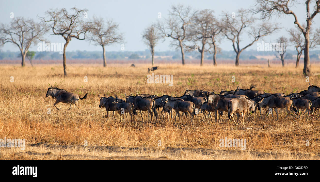 African bushveld landscape hi-res stock photography and images - Alamy