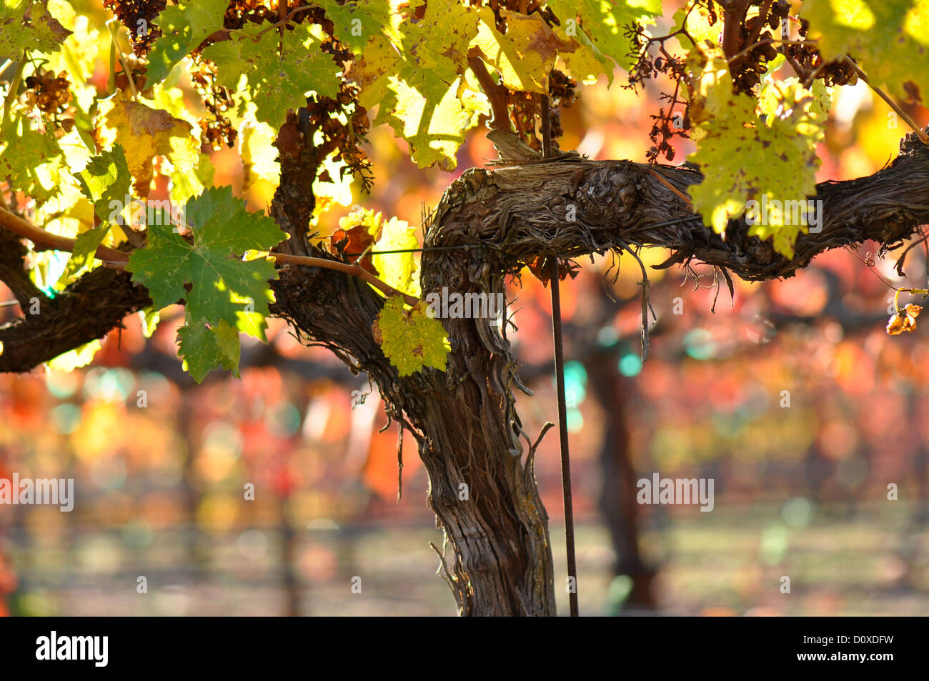 Vineyard in Napa Valley California in Fall Autumn Stock Photo - Alamy