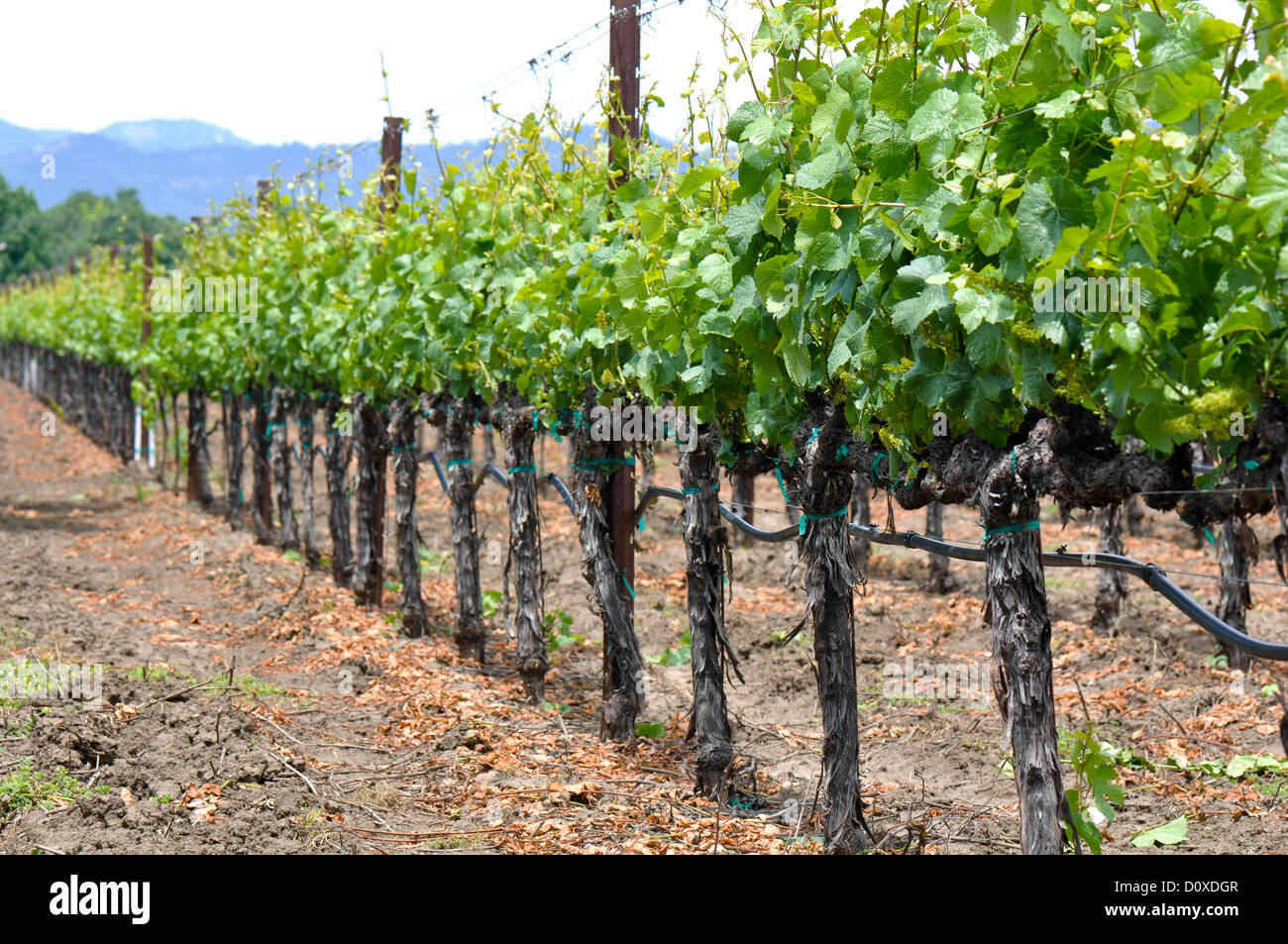 Vineyard in Spring Stock Photo - Alamy