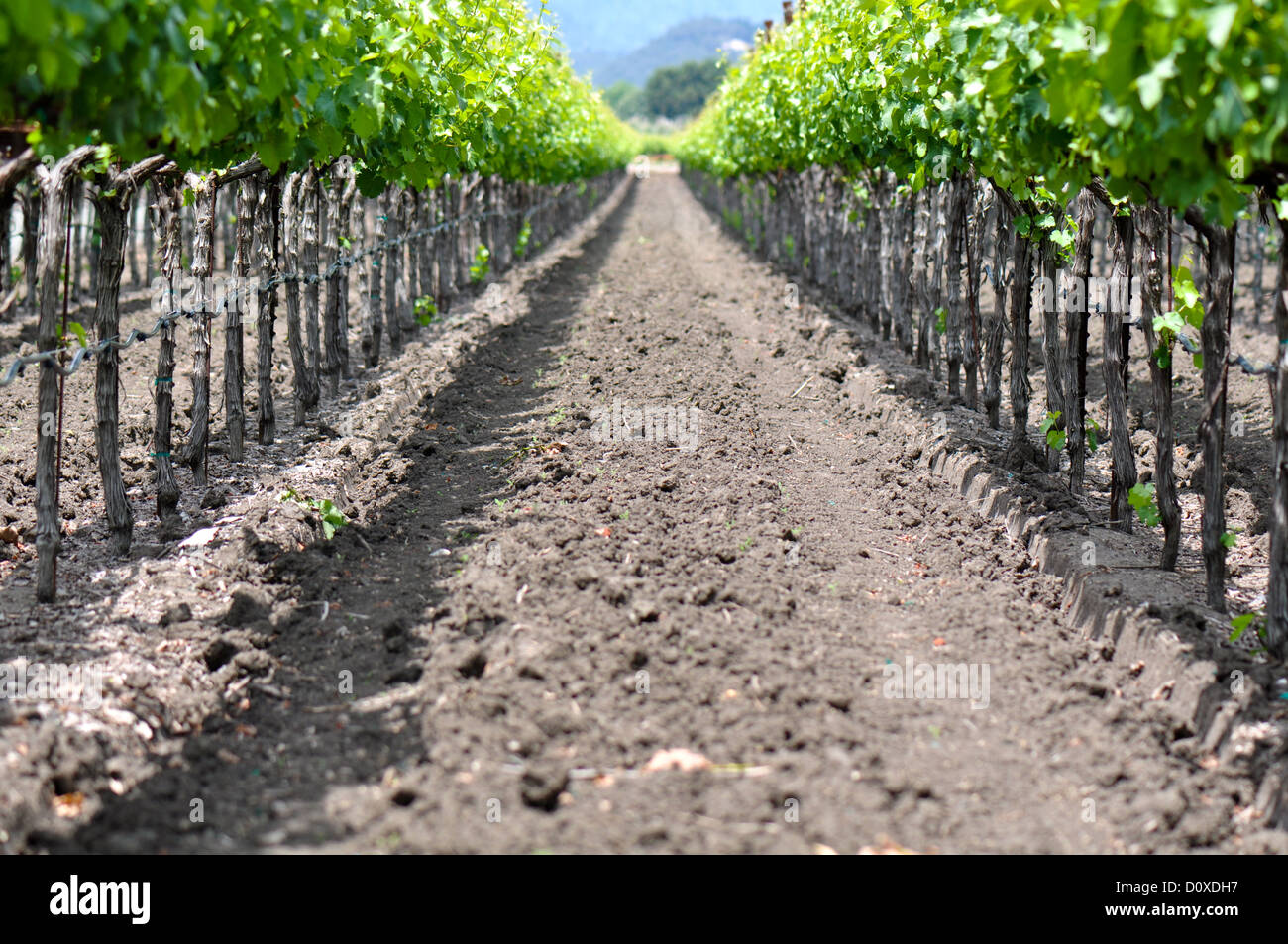 Vineyard at spring hi-res stock photography and images - Alamy
