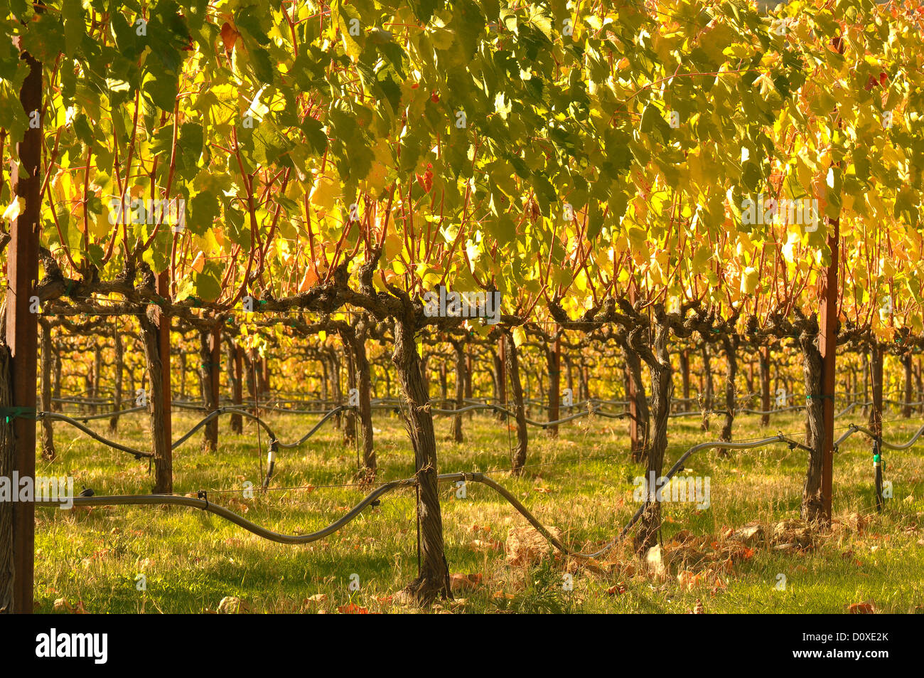 Beautiful Vineyard in Fall Stock Photo - Alamy