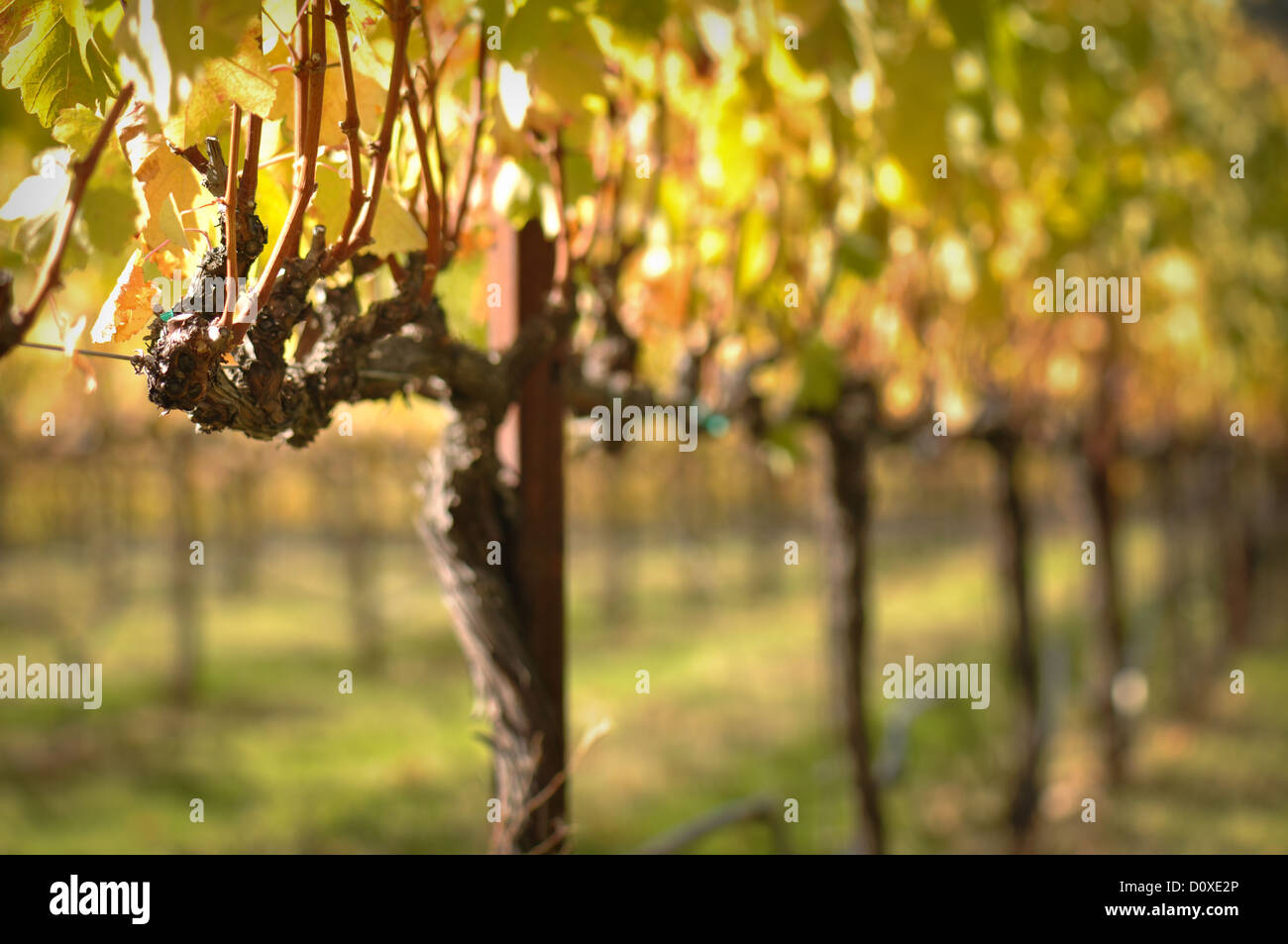 Napa wine vineyard beautiful hi-res stock photography and images - Alamy