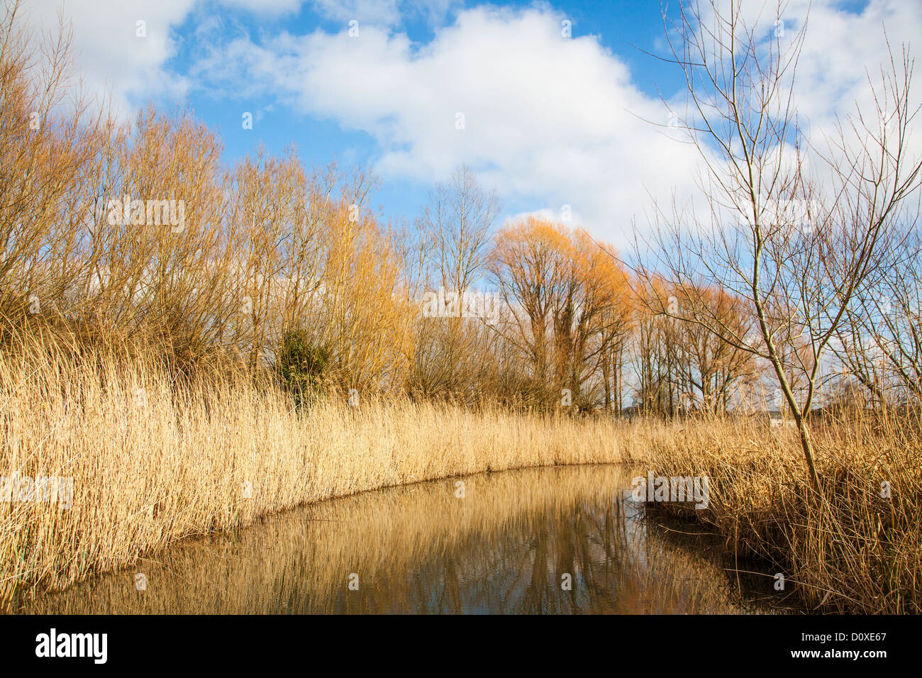 Reed beds in spring at Wildfowl and Wetlands Trust, Arundel, West ...