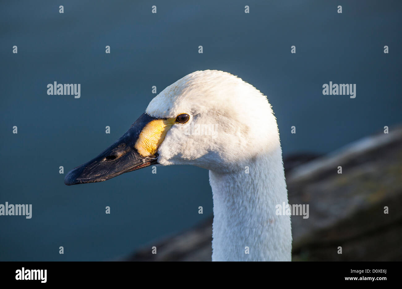 Bewick's swan (Cygnus bewickii) at Wildfowl & Wetlands Trust, Arundel ...