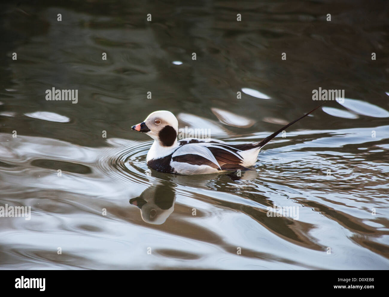 Long tailed duck uk hi-res stock photography and images - Alamy