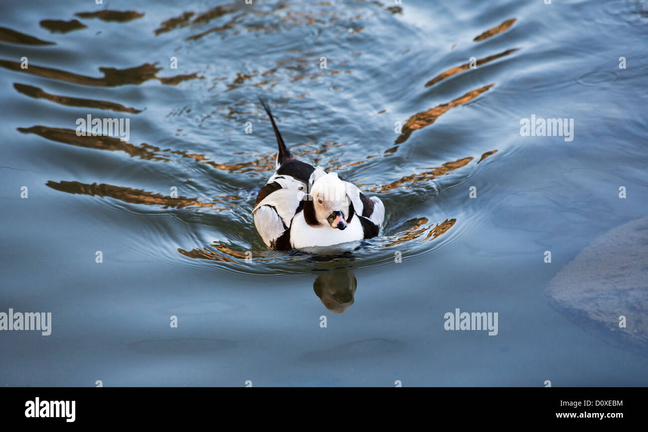 Long tailed duck uk hi-res stock photography and images - Alamy