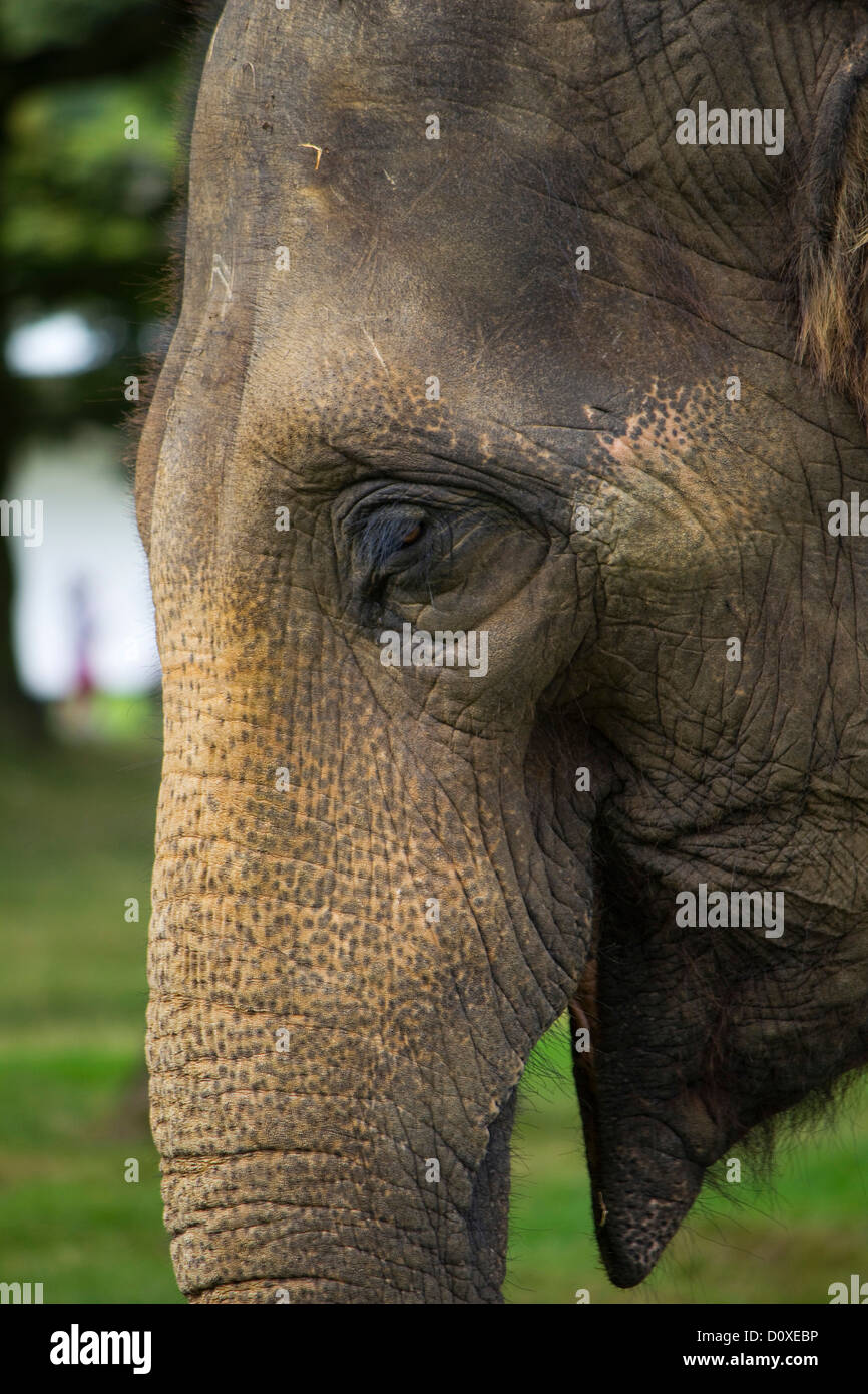 Asian elephant skin hi-res stock photography and images - Alamy