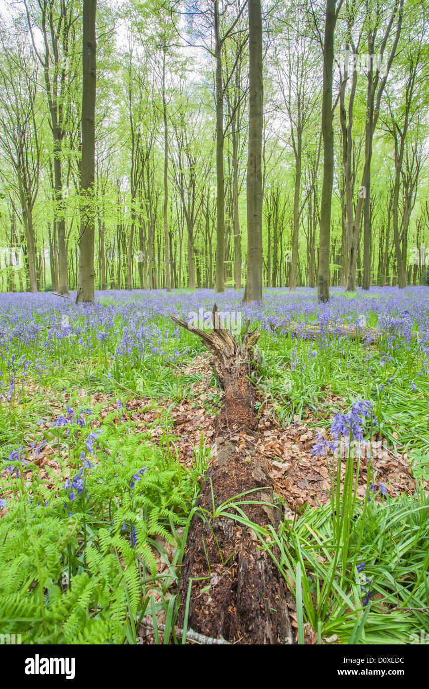 Bluebells in springtime at Micheldever Woods, Hampshire, England, UK by ...