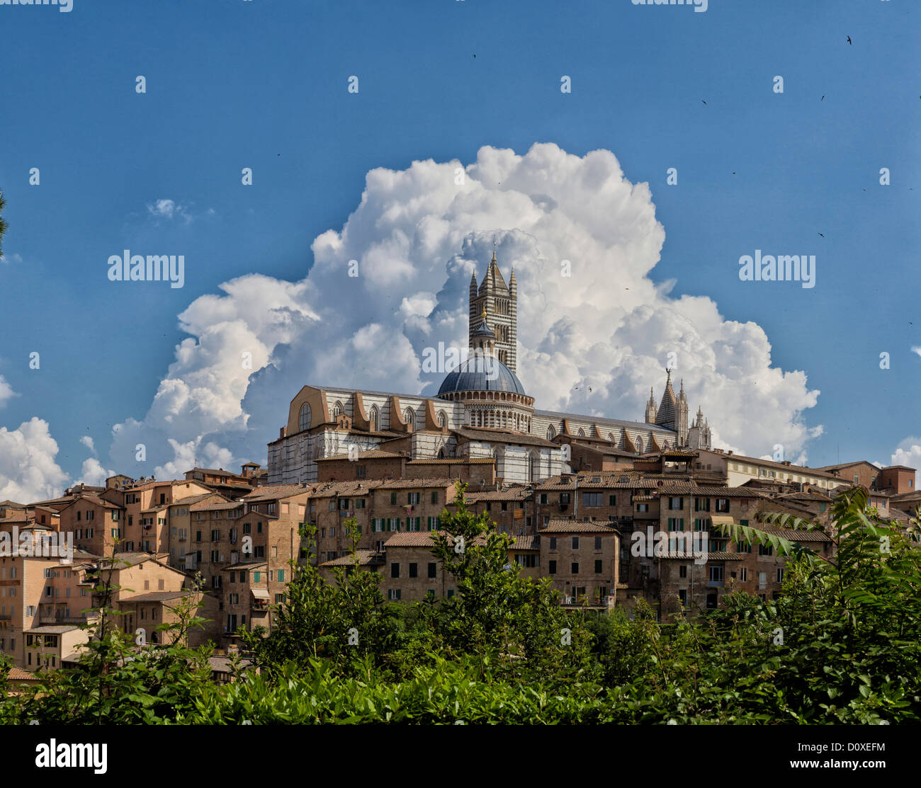 Sienna italy hi-res stock photography and images - Alamy