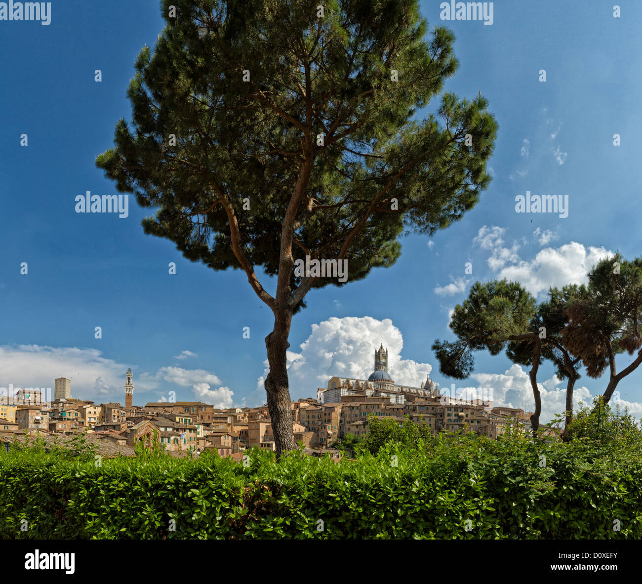 Toscana trees hi-res stock photography and images - Alamy