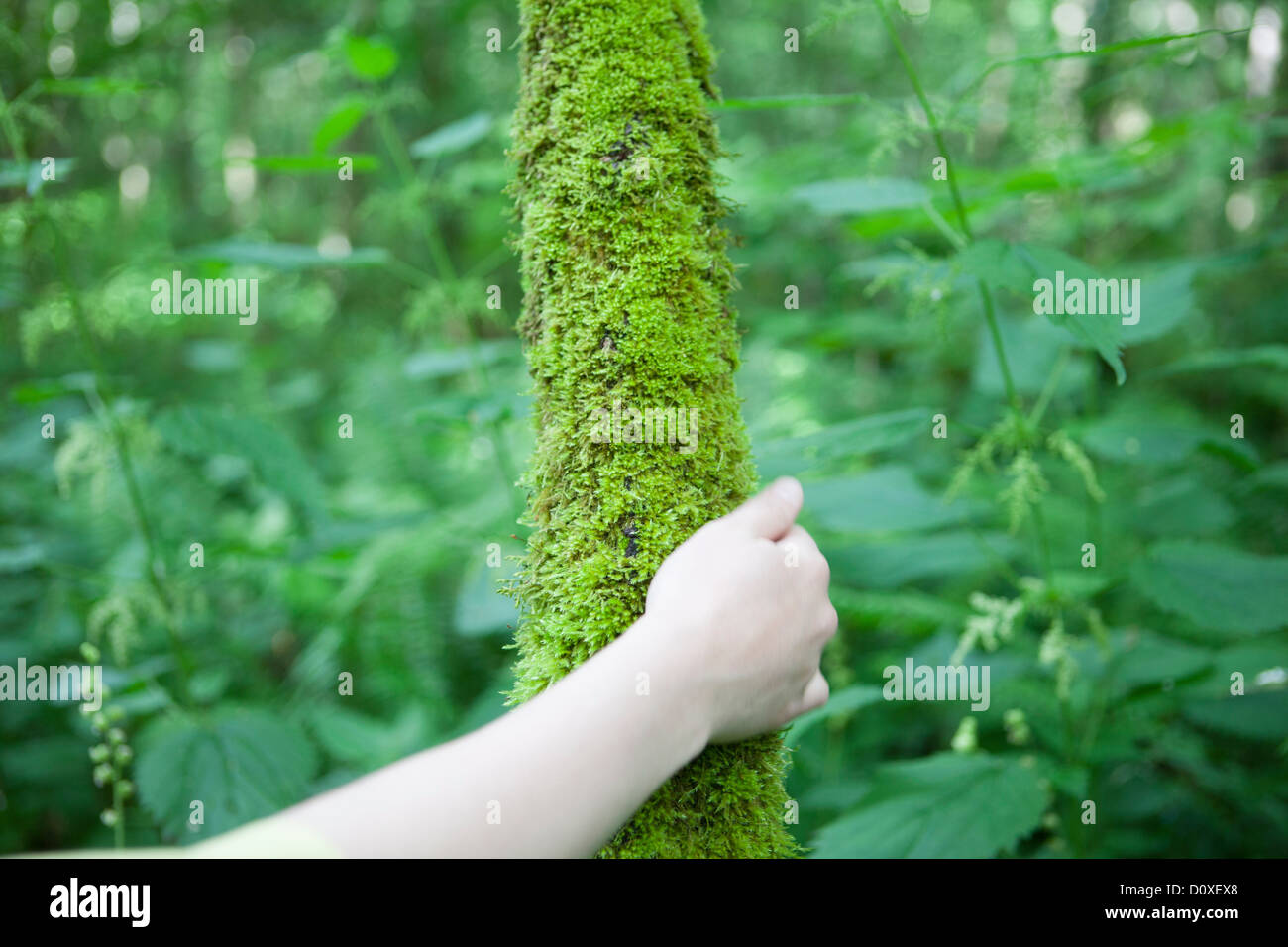 Hand touching moss on tree trunk Stock Photo - Alamy