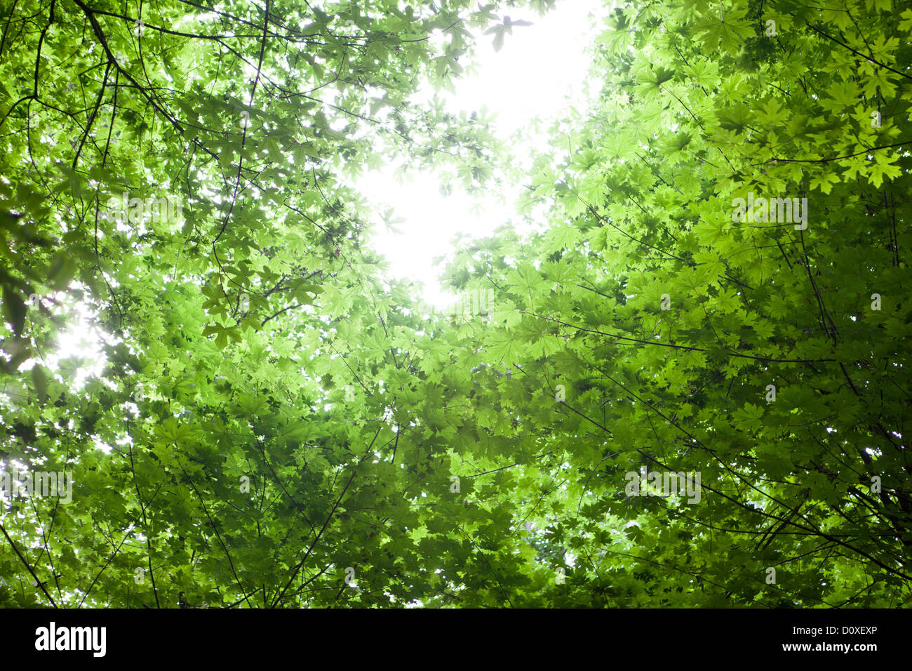 Canopy Of Trees Stock Photos & Canopy Of Trees Stock Images - Alamy
