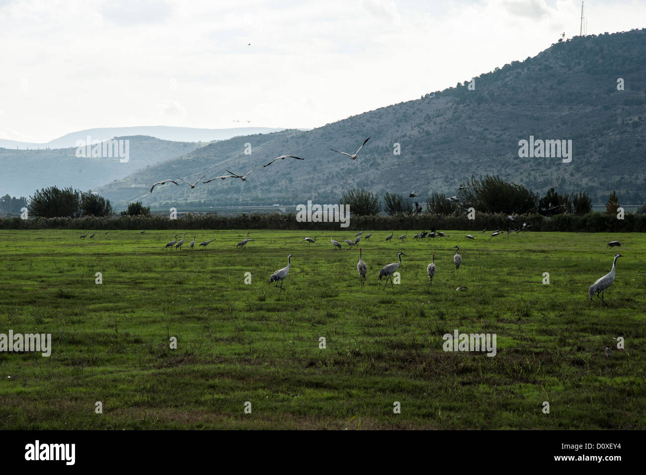 Huleh Valley Nature Reserve, common Cranes Stock Photo - Alamy