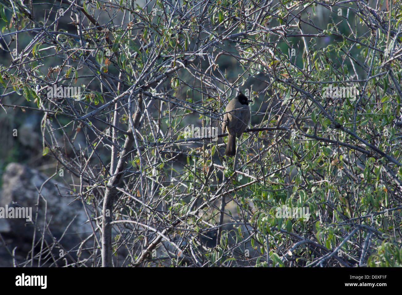 Huleh Valley Nature Reserve Stock Photo - Alamy