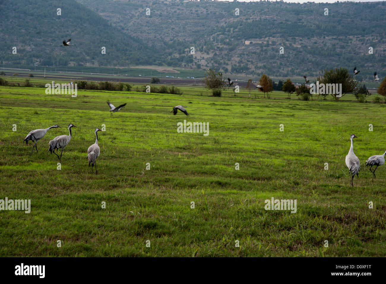 Huleh Valley Nature Reserve, Cranes Stock Photo - Alamy