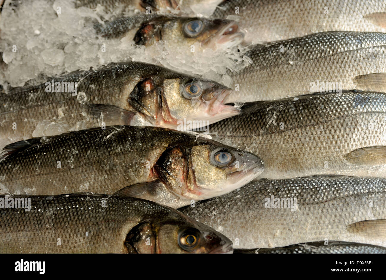 Silver Bass
