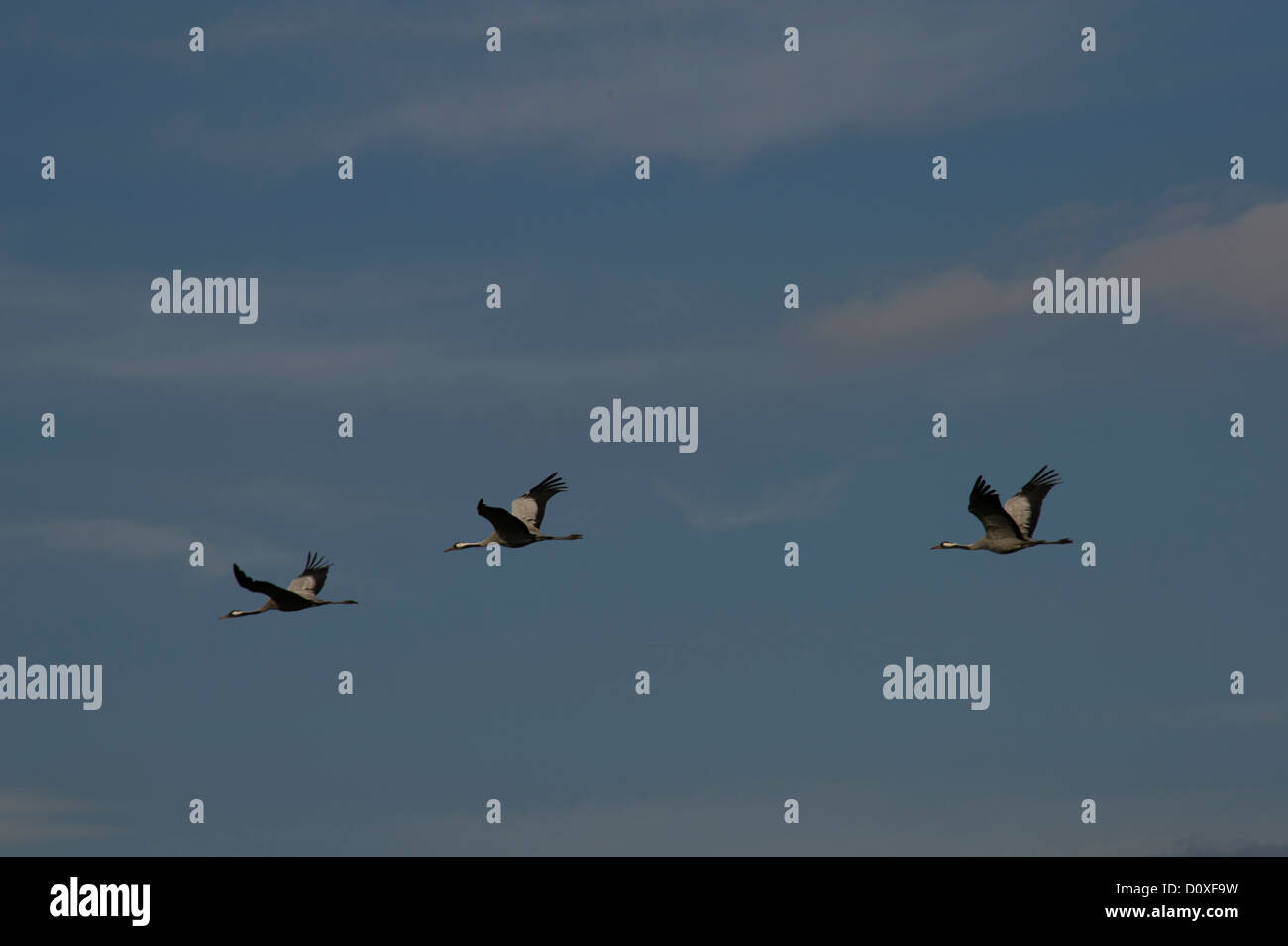 Huleh Valley Nature Reserve Cranes Stock Photo - Alamy
