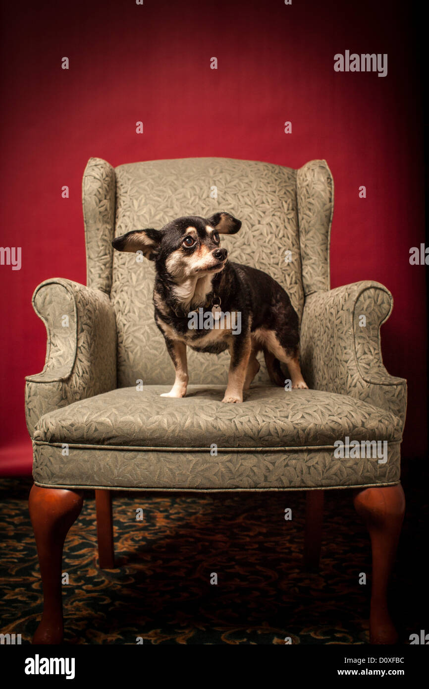 Dog on a armchair hi-res stock photography and images - Alamy