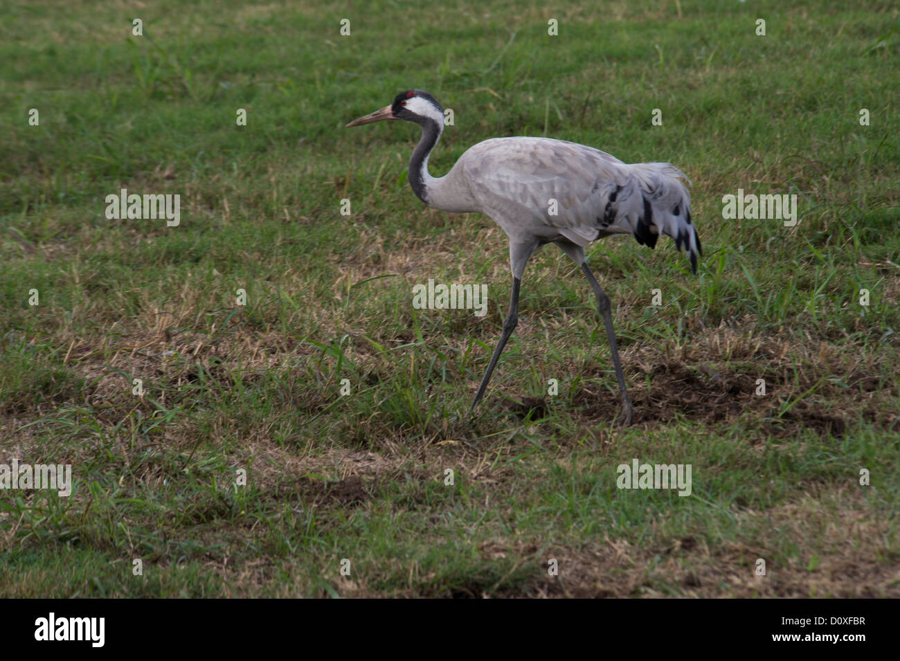 Huleh Valley Nature Reserve, Common crane Stock Photo - Alamy
