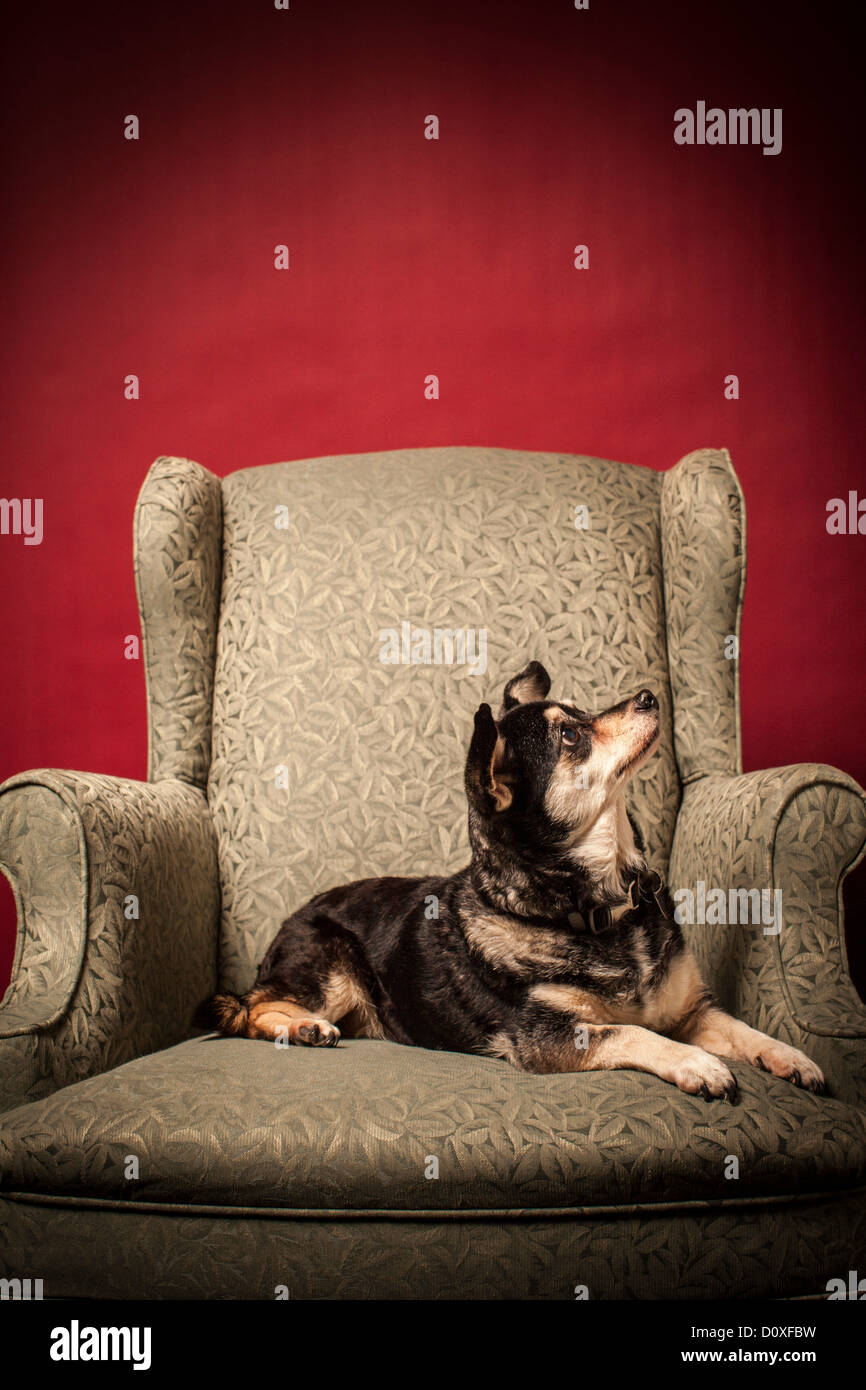 Dog on a armchair hi-res stock photography and images - Alamy