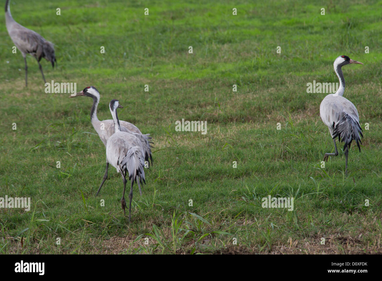 Huleh Valley Nature Reserve, Common Crane Stock Photo - Alamy