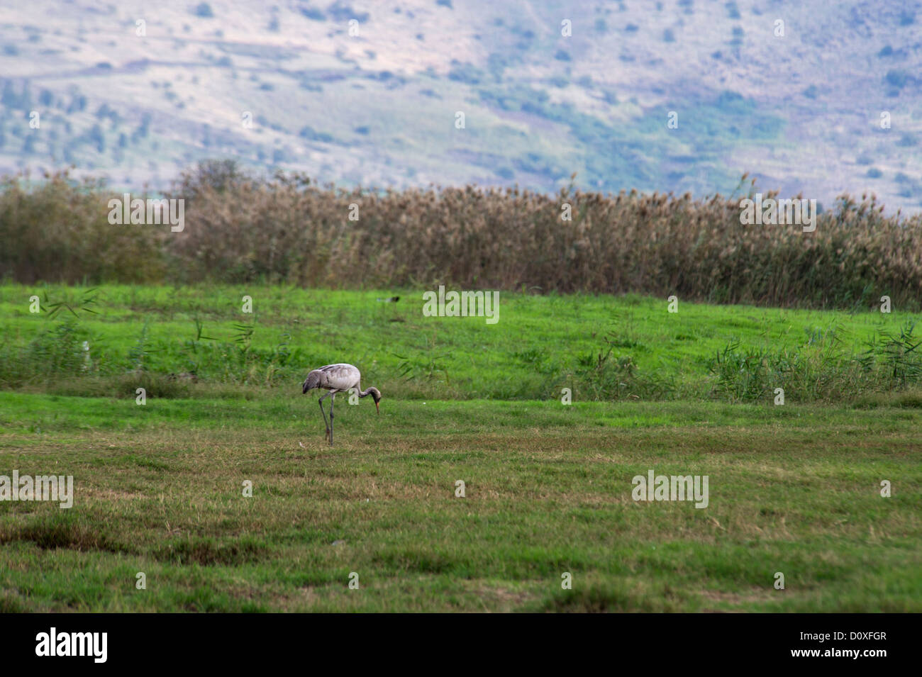 Huleh Valley Nature Reserve,Common Crane feeding on corn and peanuts ...