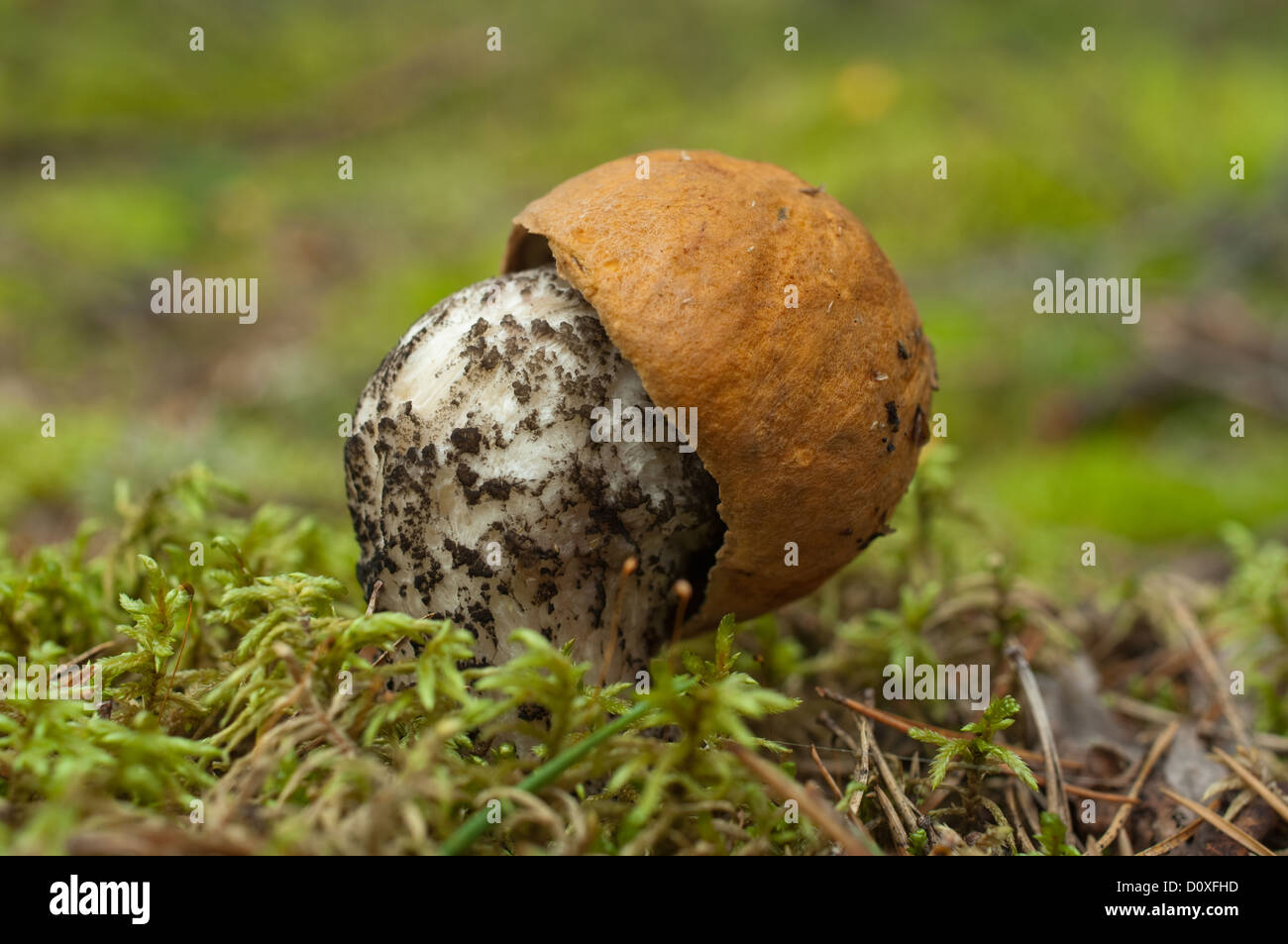 orange-cap boletus in a wood in a moss Stock Photo - Alamy