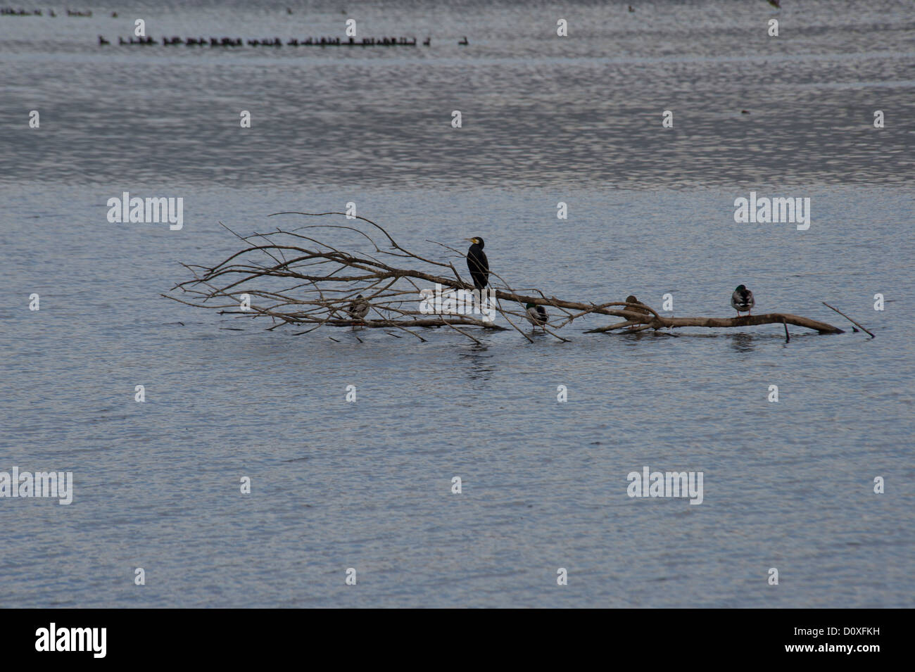 Huleh Valley Nature Reserve, fowl at rest Stock Photo - Alamy
