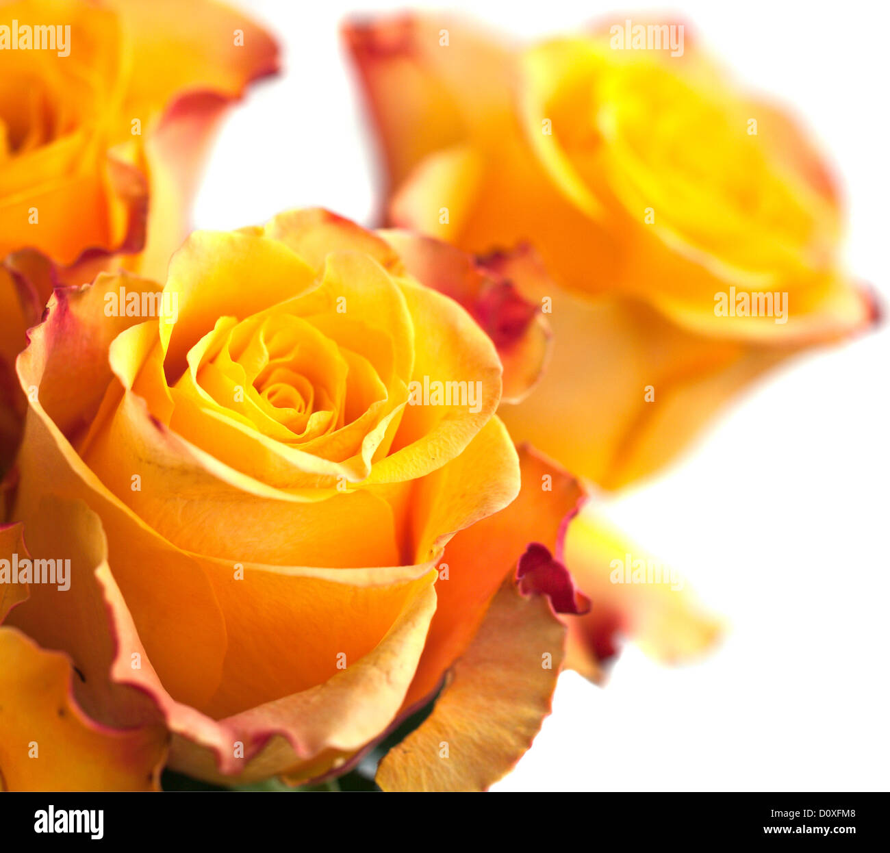 Beautiful rose close-up Stock Photo - Alamy