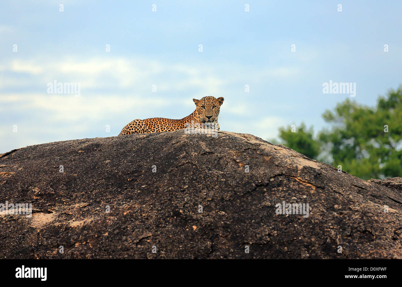 Leopard yala wildlife park sri lanka hi-res stock photography and ...