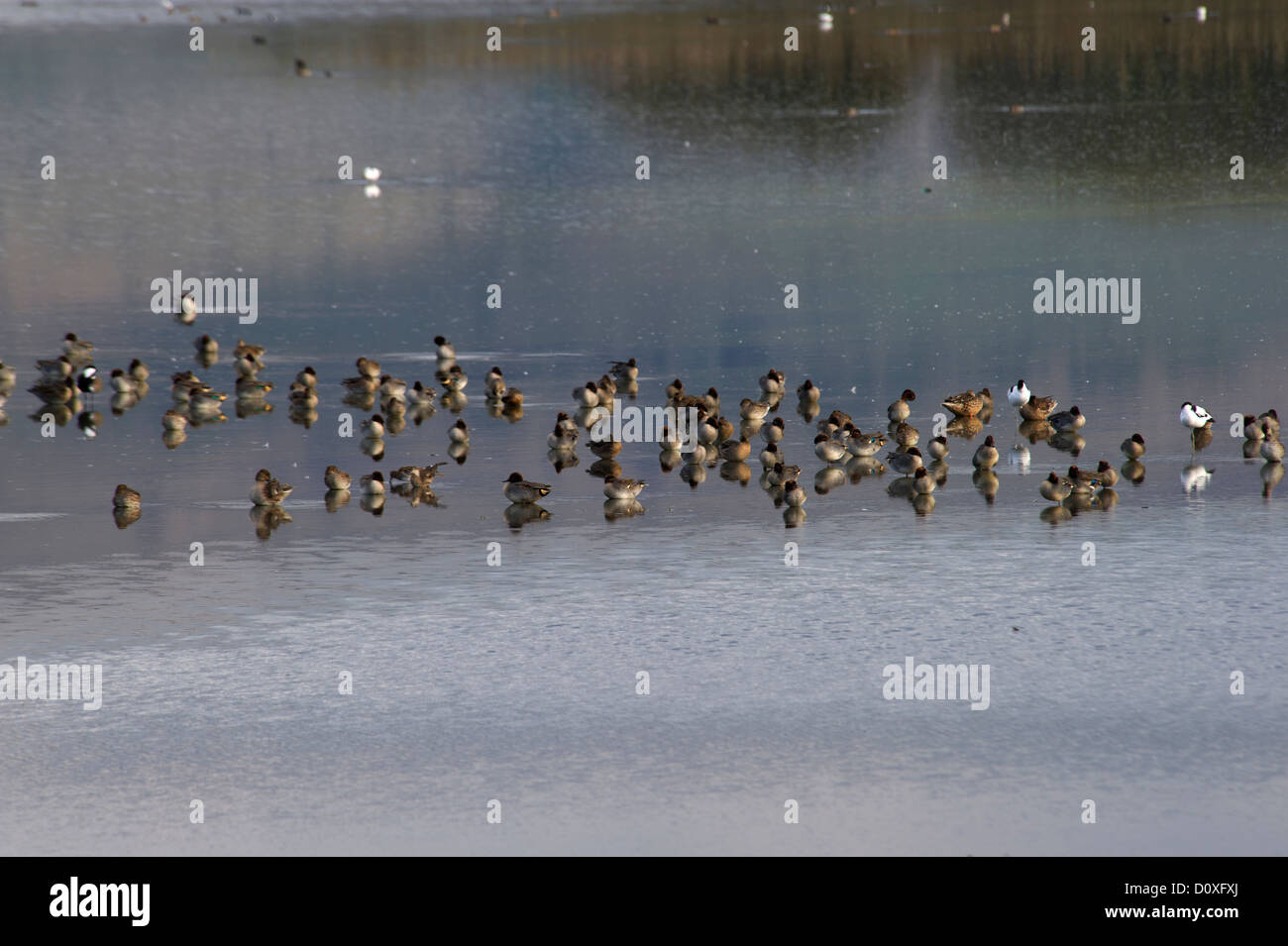Huleh Valley Nature Reserve. Fowl and ducks feeding Stock Photo - Alamy