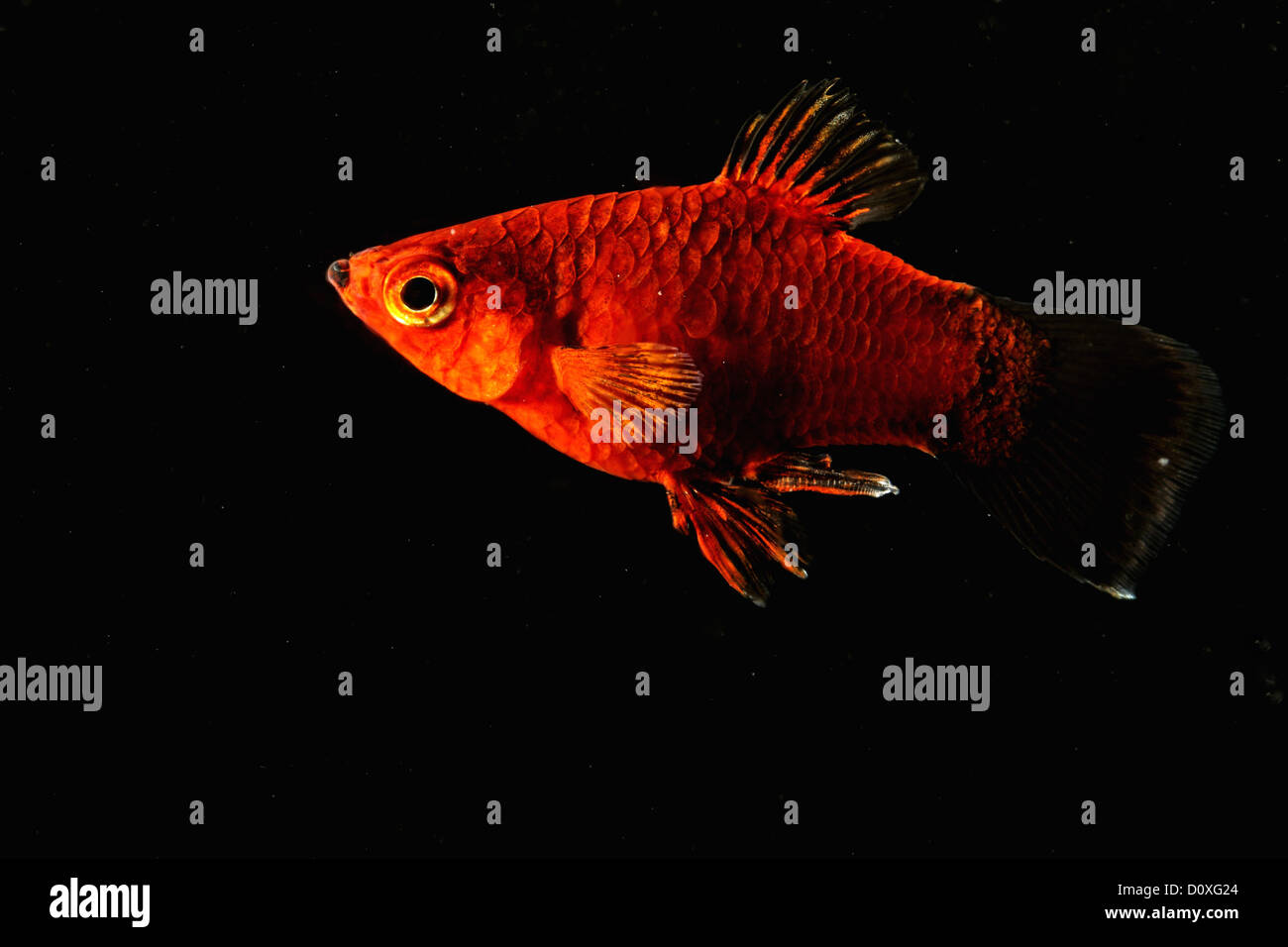 Red fish in dark water Stock Photo - Alamy