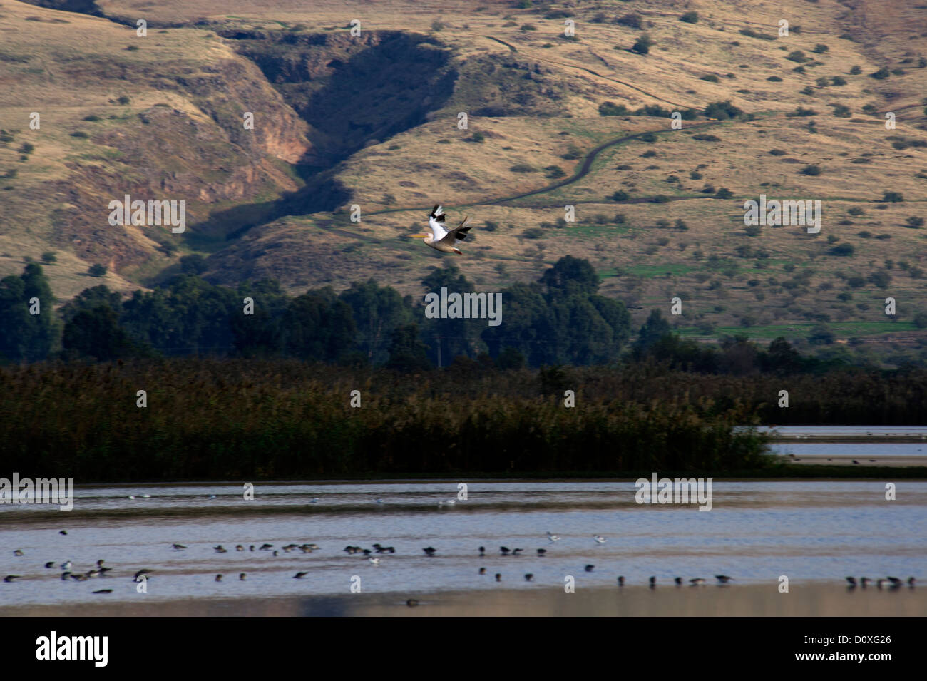 Huleh Valley Nature Reserve ,Great White Pelican over the lake Stock ...