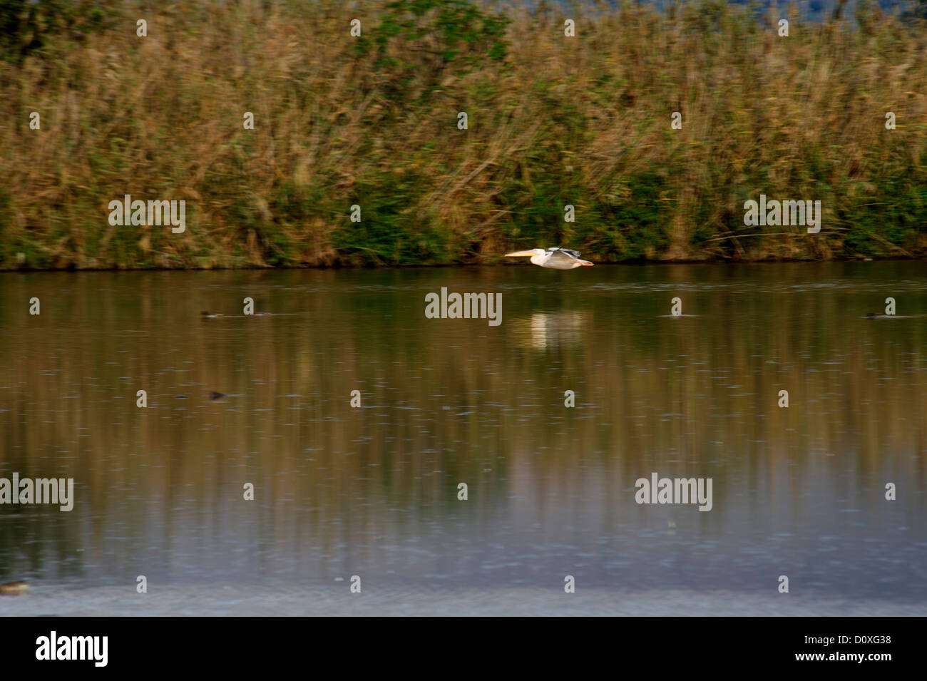 Huleh Valley Nature Reserve Great white Pelican about to Land Stock ...