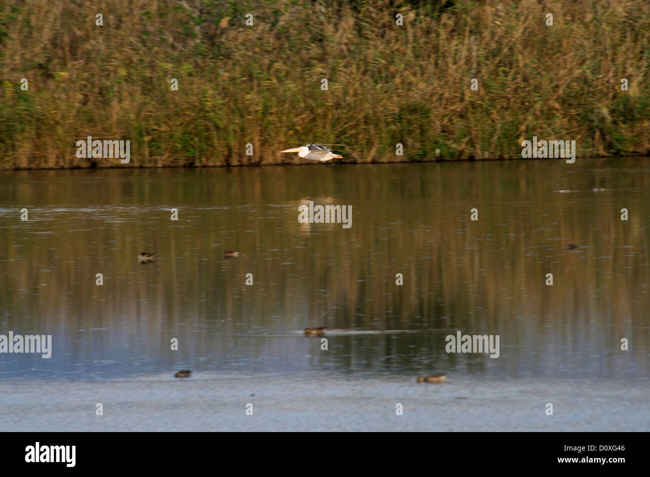 Huleh Valley Nature Reserve,Great White Pelican coming in to land Stock ...