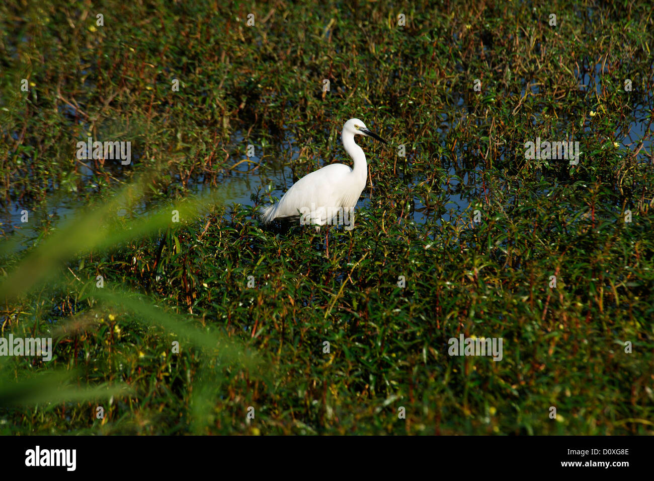 Huleh valley hi-res stock photography and images - Alamy
