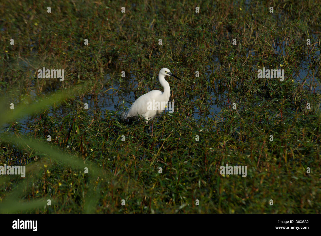 Huleh valley hi-res stock photography and images - Alamy