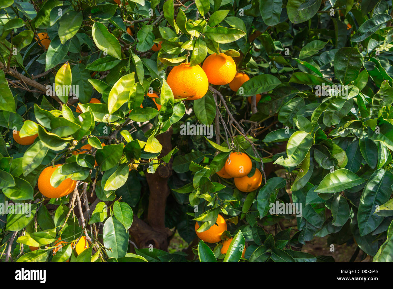 Oranges growing on a green tree, Kalymnos, Greece Stock Photo - Alamy