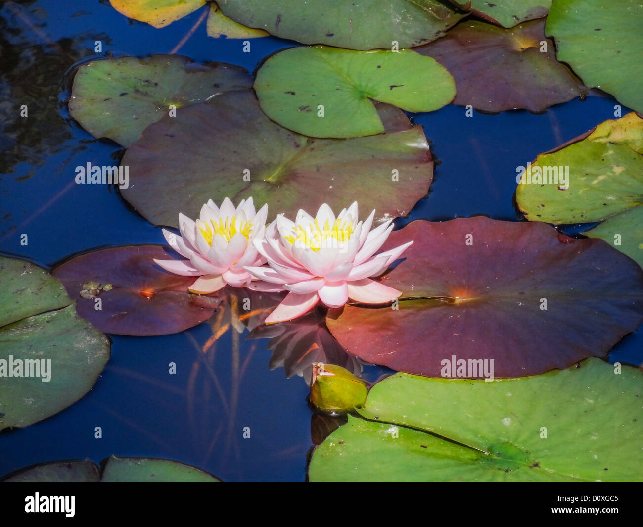 Australia, Ballarat, Victoria, Ballarat Bird World, Nymphaeaceae ...