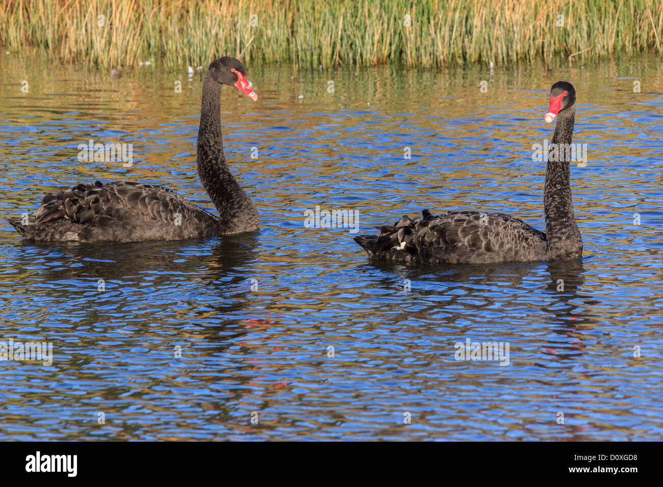 Australia, Ballarat, Cygnus atratus, Lake Wendouree, Victoria, black ...