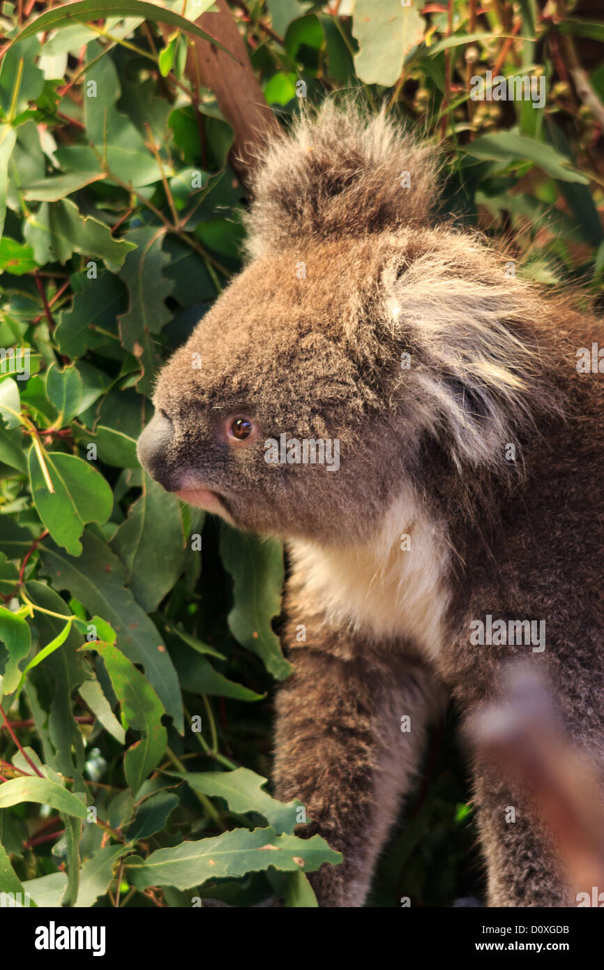 Phascolarctidae hi-res stock photography and images - Alamy