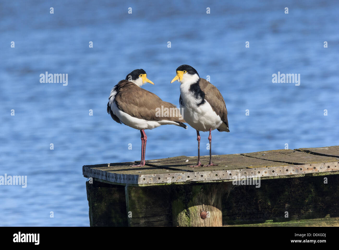 Australia, Ballarat, Charadriidae, Masked Lapwing, Masked Plover, Spur ...