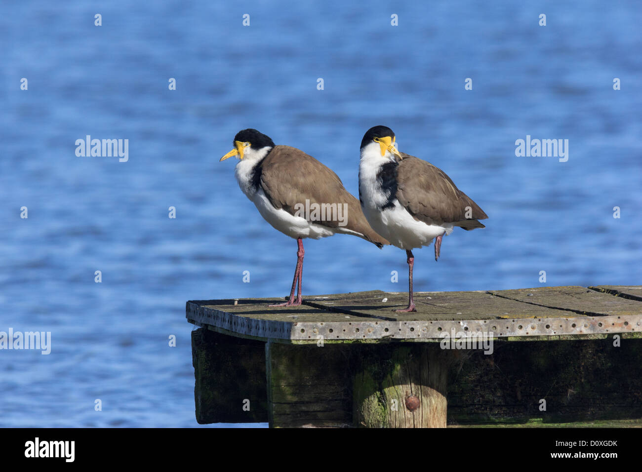 Charadriidae hi-res stock photography and images - Alamy