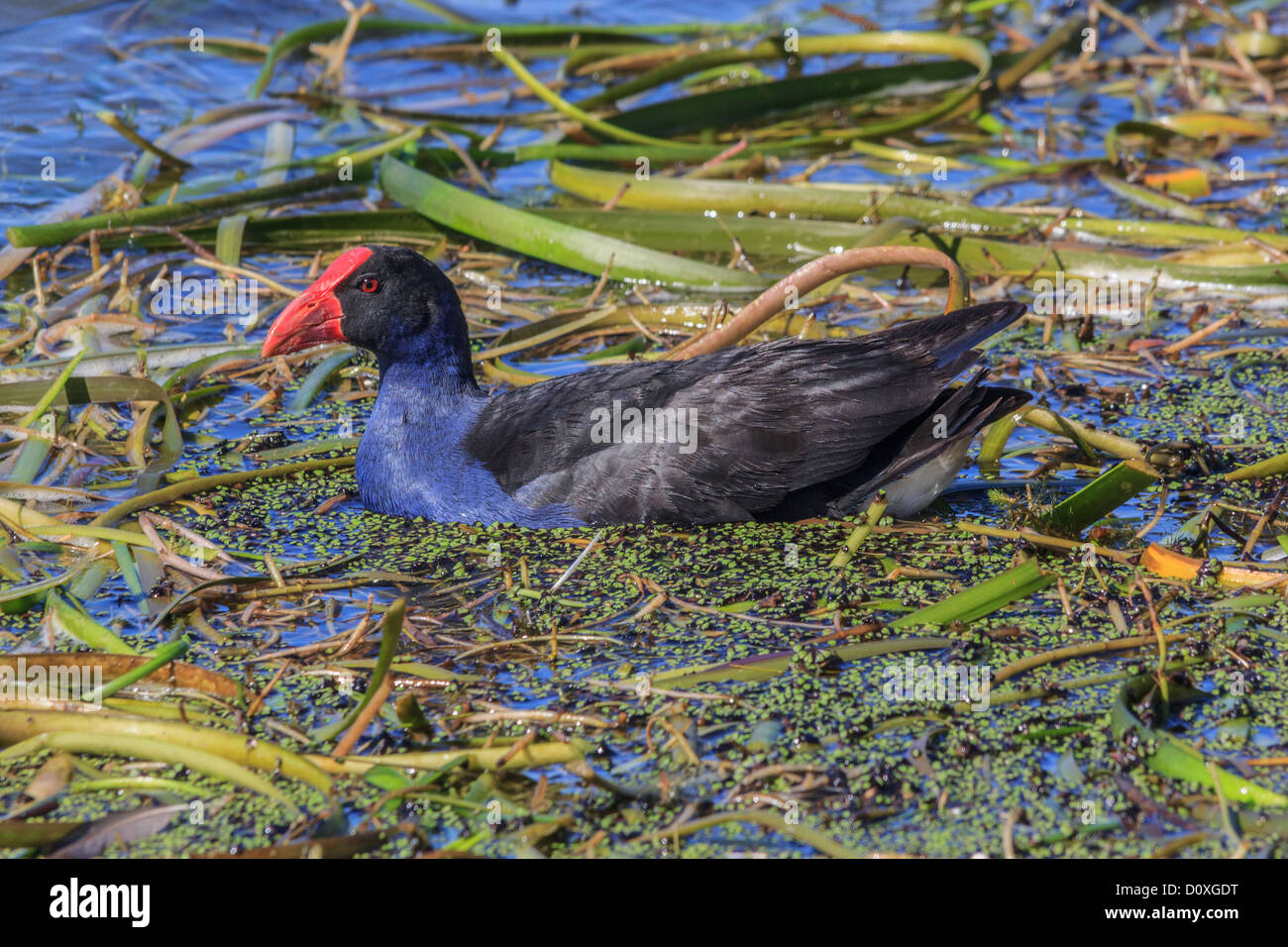 African Purple Swamphen, Australia, Ballarat, Eastern Swamp Hen ...