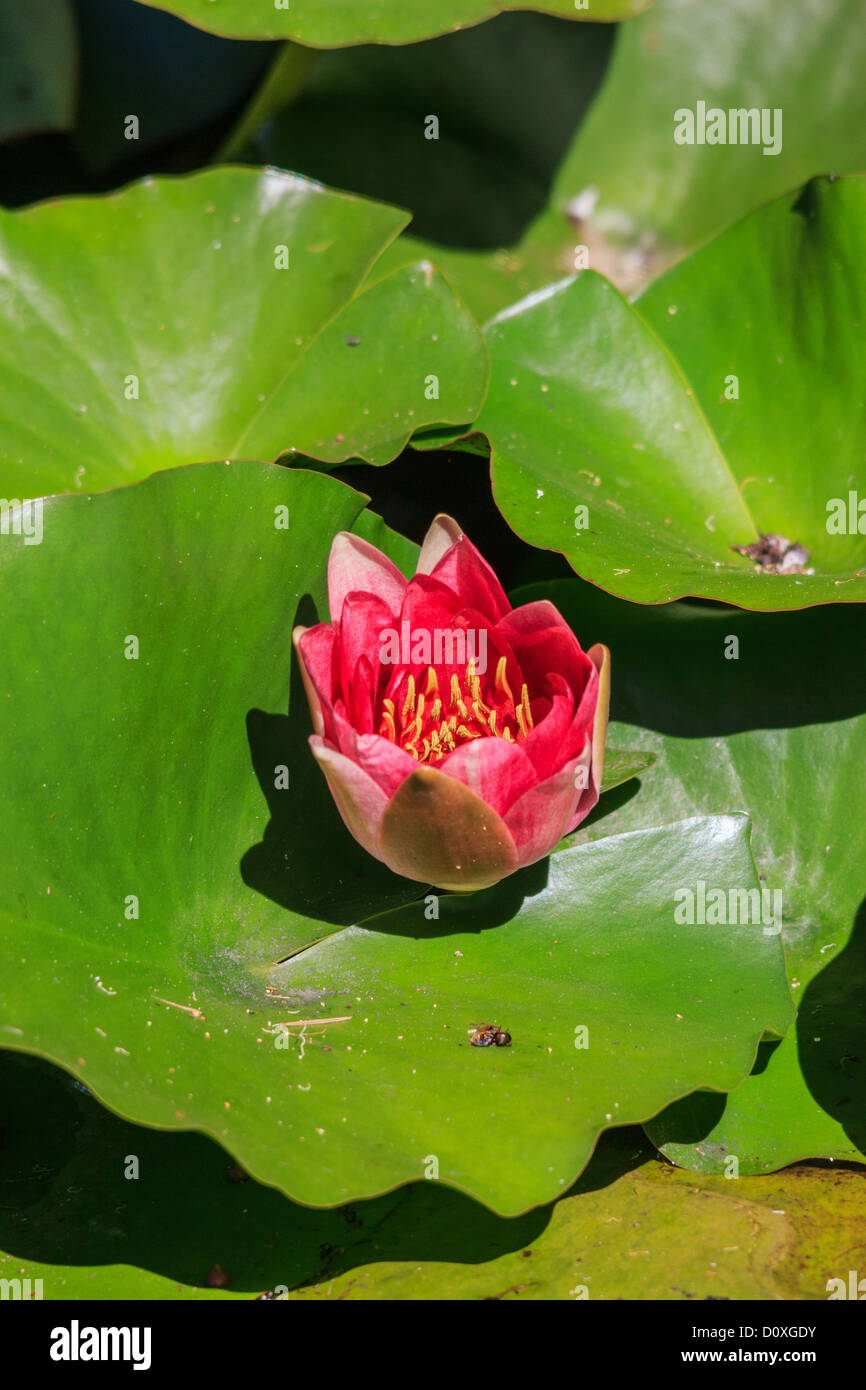 Australia, Ballarat, Ballarat Bird World, Nymphaeaceae, Victoria, water ...
