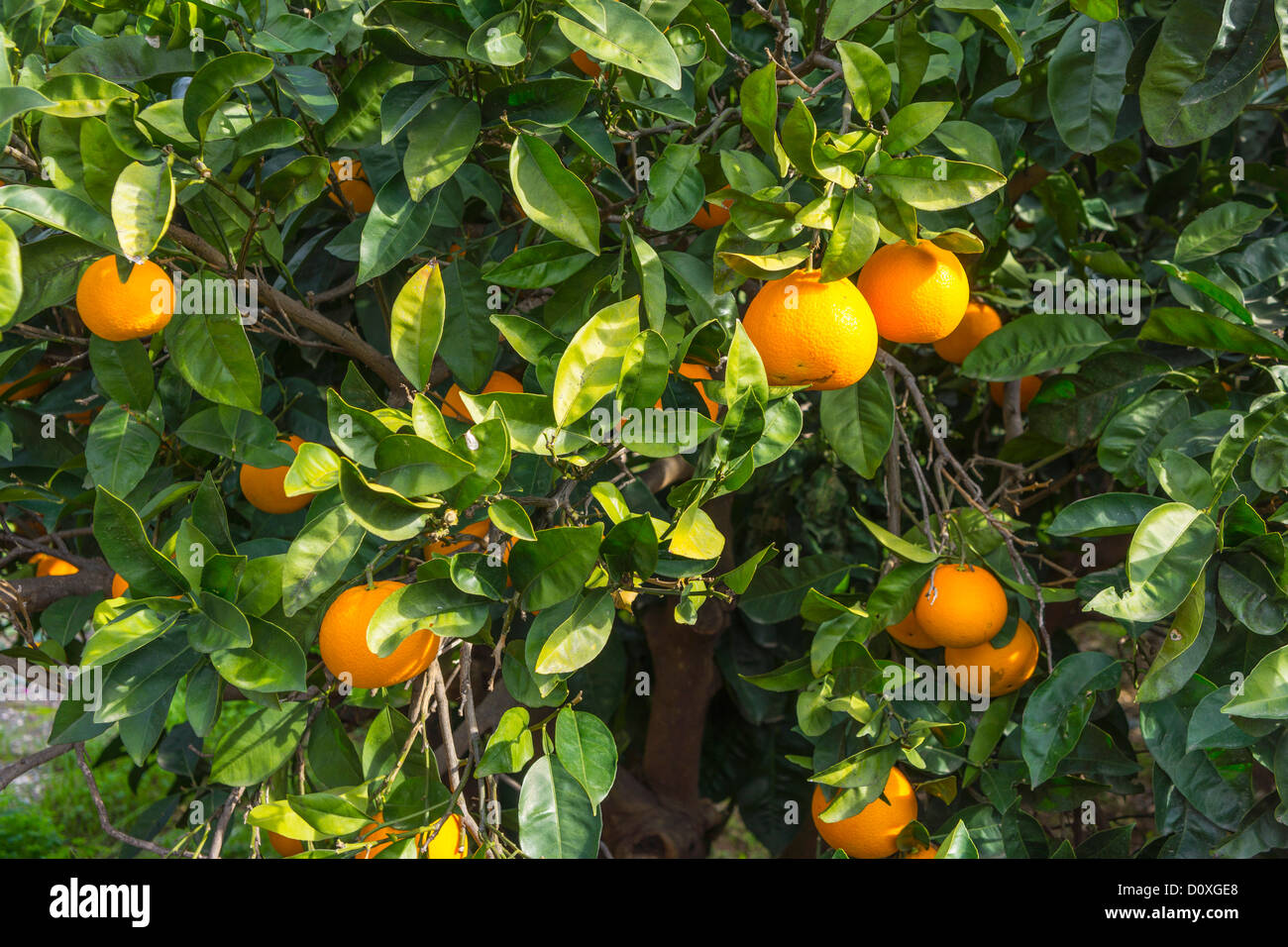 Oranges growing on a green tree, Kalymnos, Greece Stock Photo - Alamy
